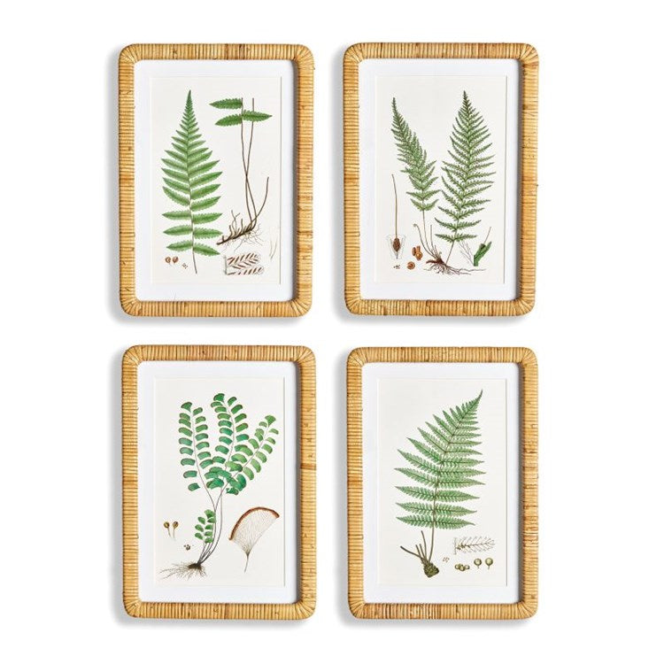 Fancy Fern Prints Set of 4 – Thomas Lee Living
